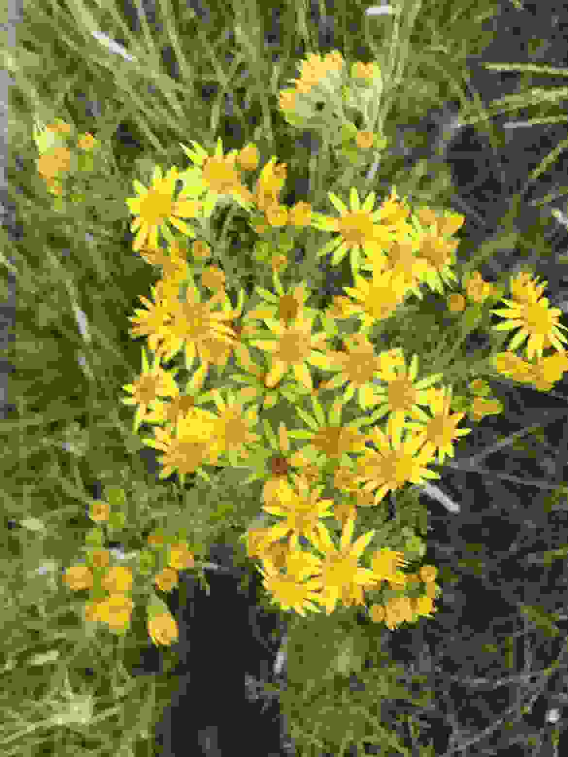 Ragwort Poisoning