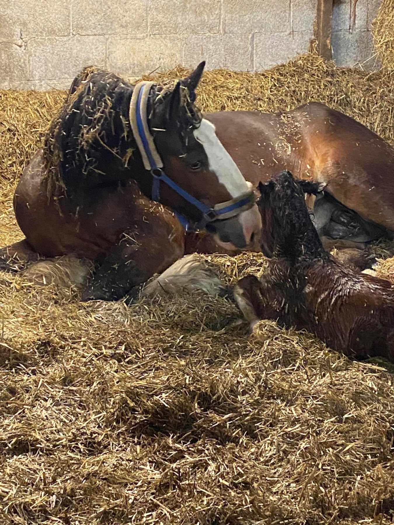 Placentitis & Abortion Placentitis & Abortion